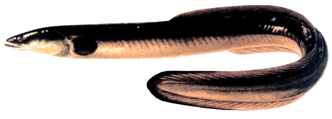 Eel